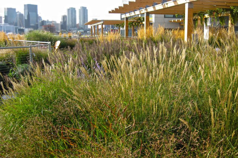 Facebook headquarters, Seattle, roof top garden, berger ...