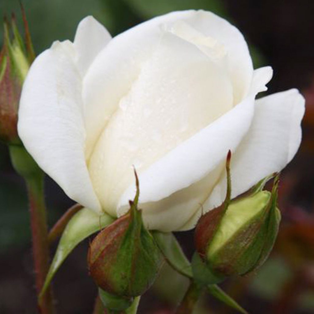 Island Rose Residence - Berger PartnershipBerger Partnership